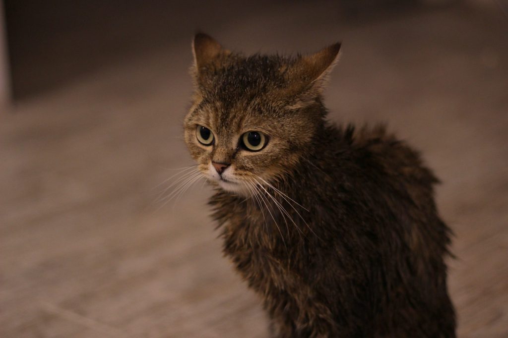 Tigar – Opšte karakteristike, ishrana i vrste - Moja mačka