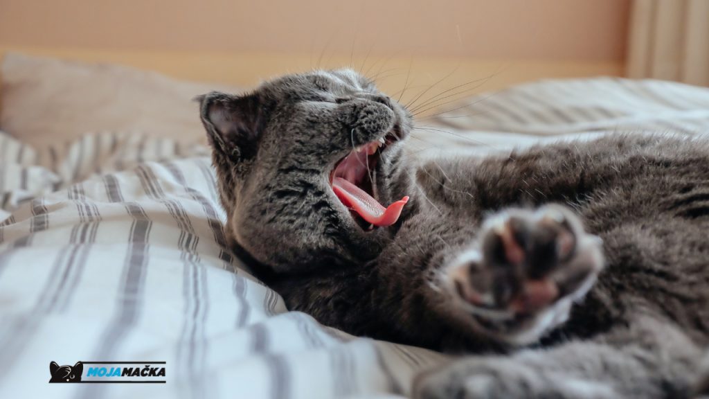 Sfinks mačka ( Sphynx ) - Poreklo, karakteristike, nega i cena