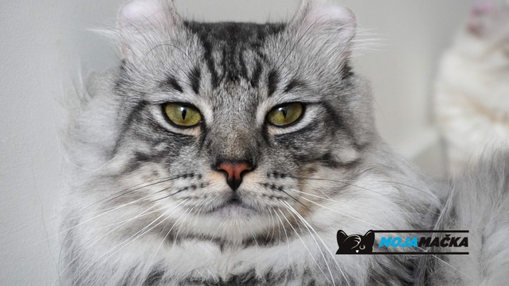 Britanska kratkodlaka mačka – poreklo, karakteristike, nega i cena ...